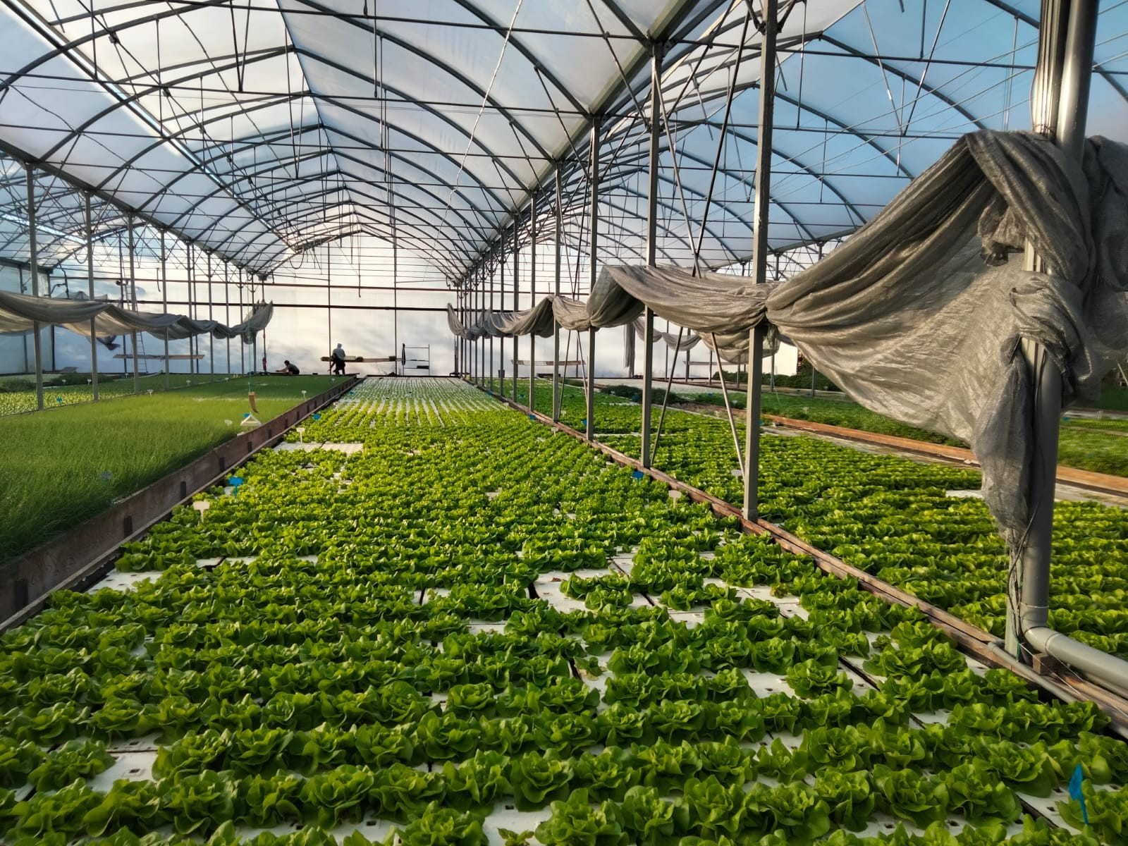 Des poissons qui font pousser des salades : visite des Nouvelles fermes ...